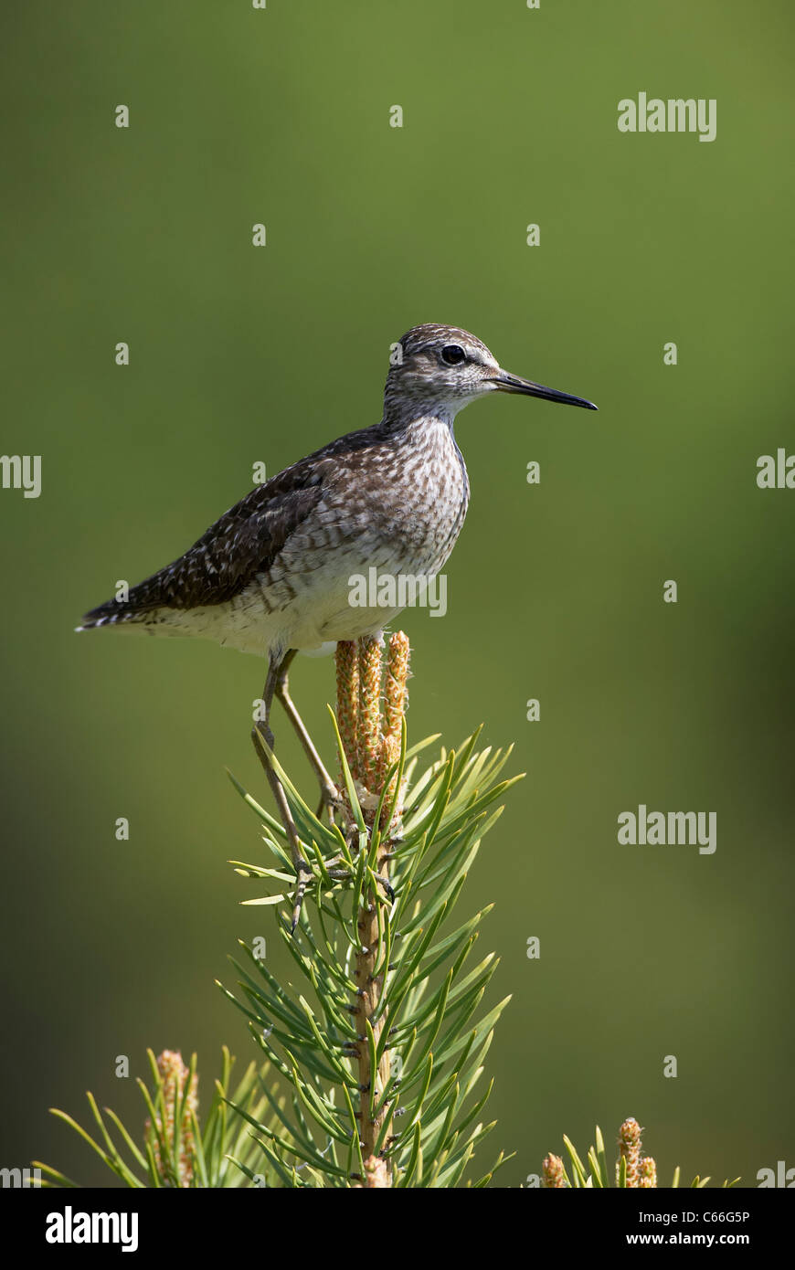 Wood Sandpiper (Tringa glareola) standing on a pine Stock Photo - Alamy