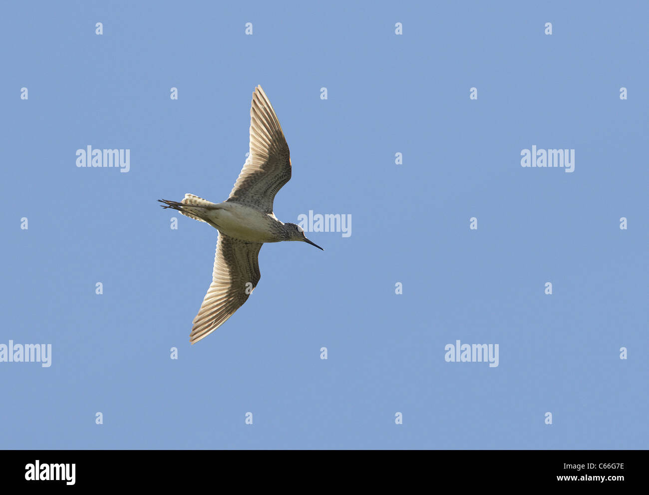 Wood Sandpiper (Tringa glareola) in flight Stock Photo - Alamy