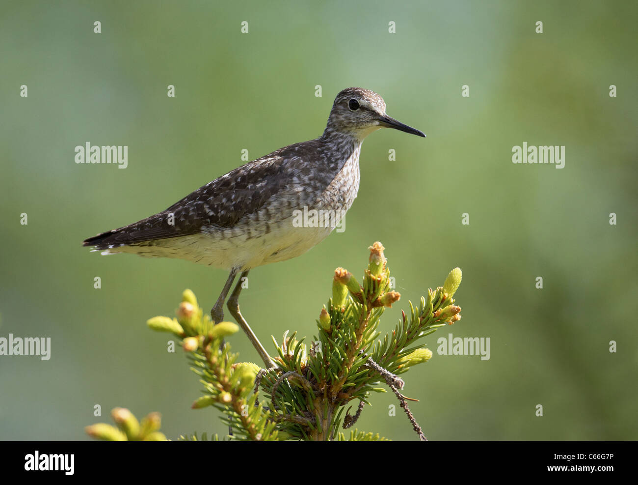Wood Sandpiper (Tringa glareola) standing on a pine Stock Photo - Alamy