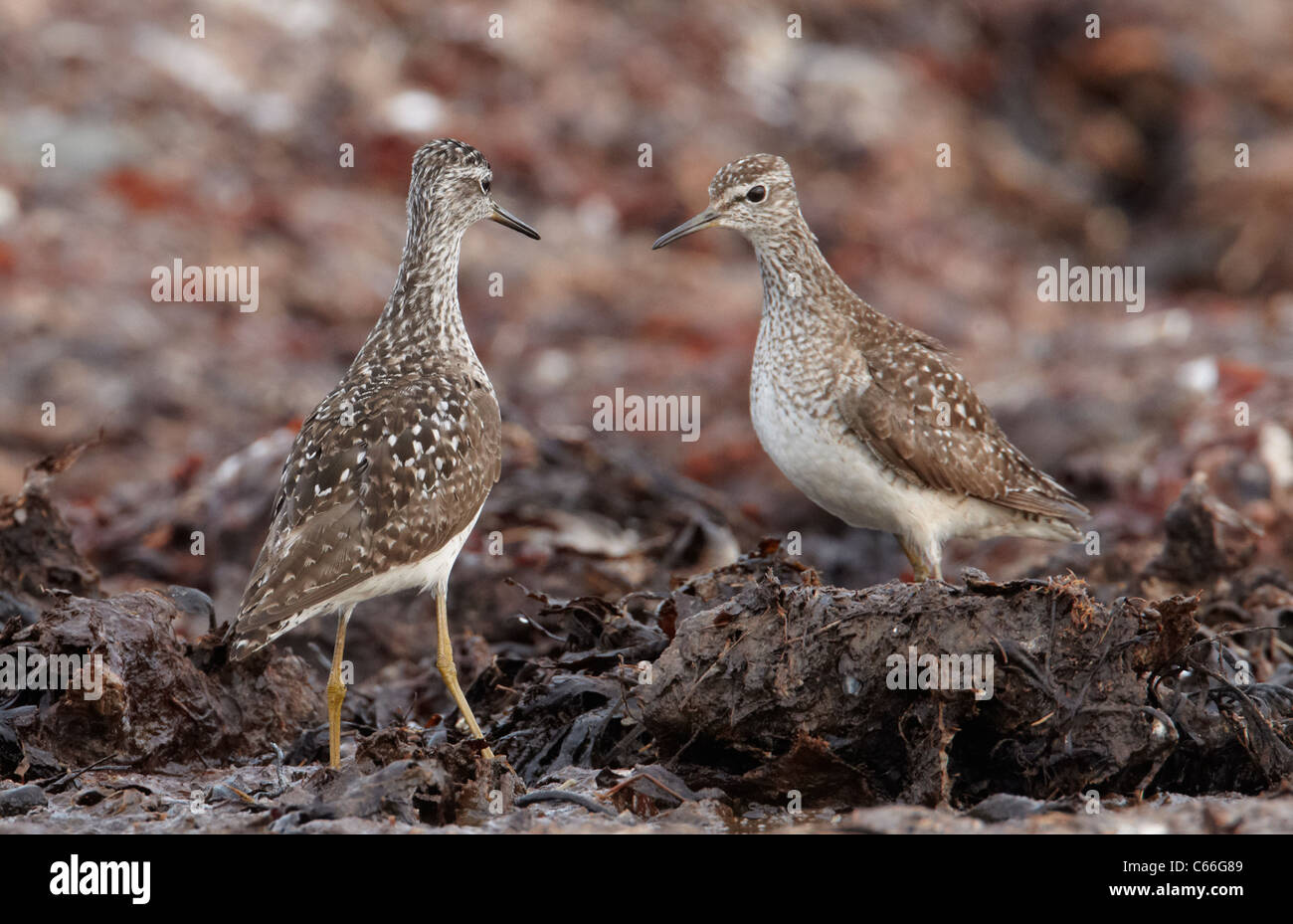 Wood Sandpiper (Tringa glareola). Two adults in seaweed Stock Photo - Alamy
