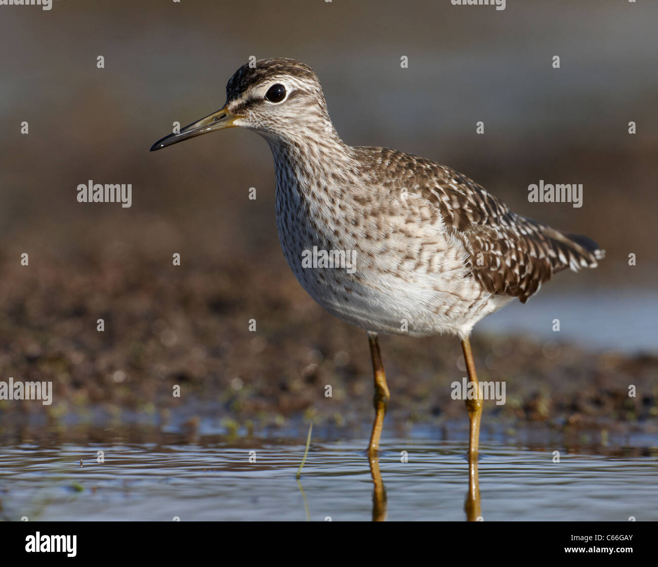 Wood Sandpiper (Tringa glareola). Adult foraging in shallow water Stock ...