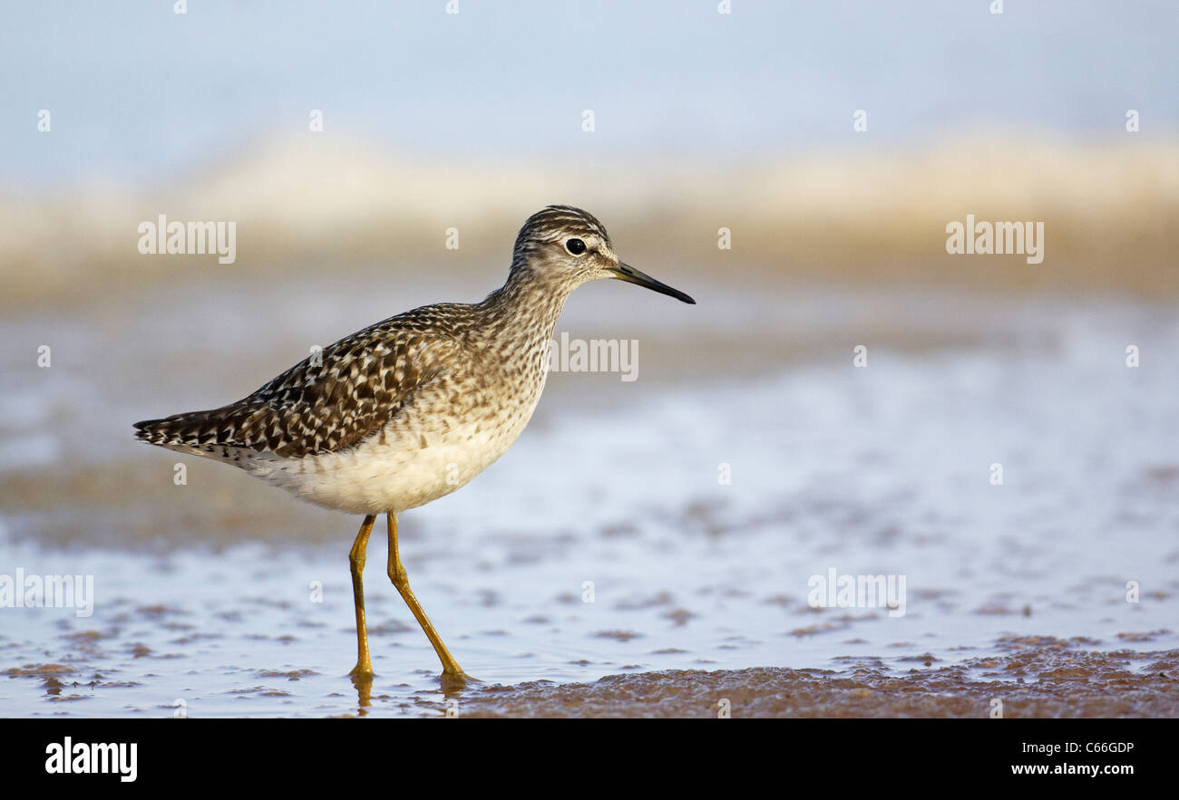 Wood Sandpiper (Tringa glareola) foraging in shallow water Stock Photo ...