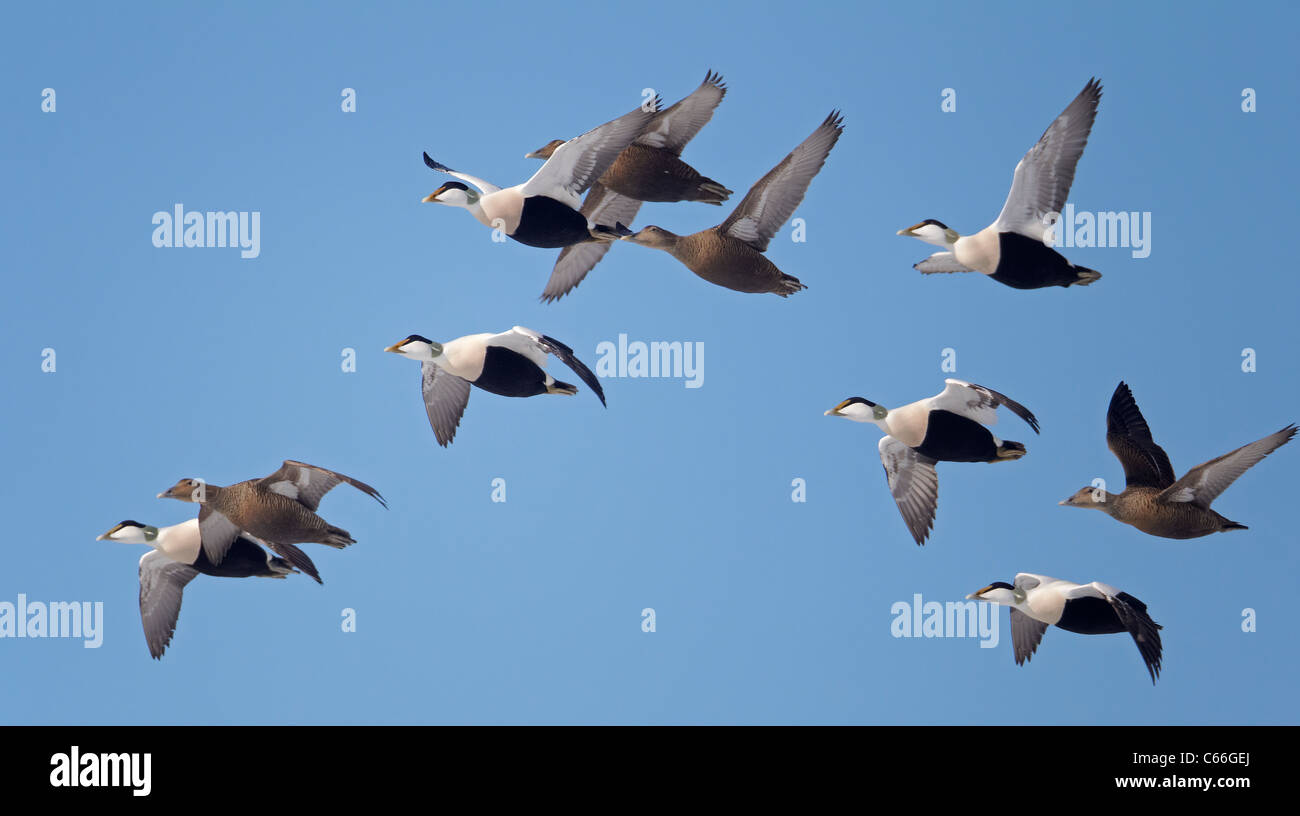 Common Eider (Somateria mollissima). Ducks and drakes in flight Stock ...