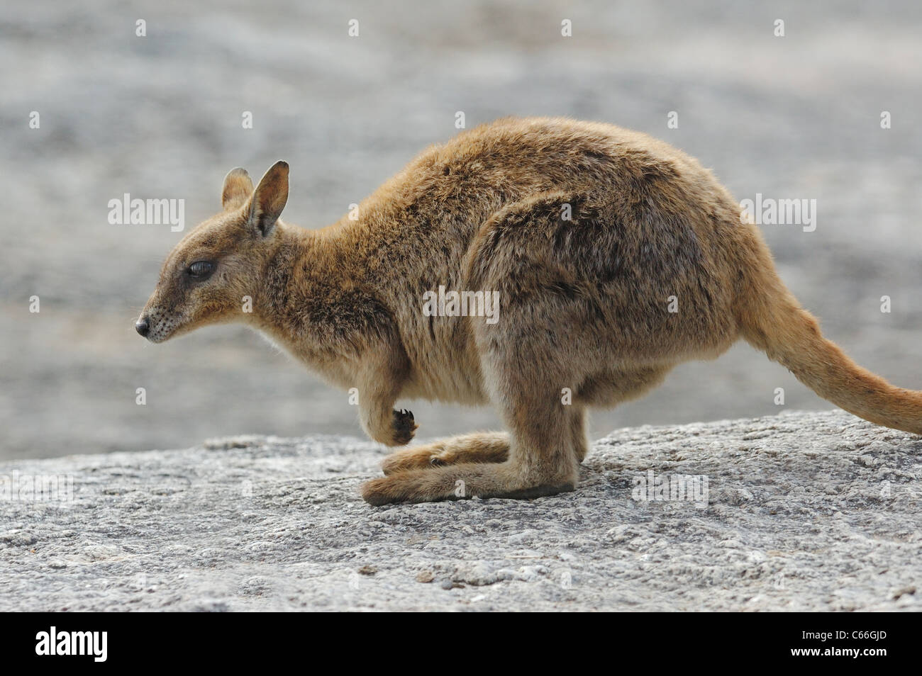 Mareeba Rock Wallaby (Petrogale mareeba), Queensland, Australia Stock ...