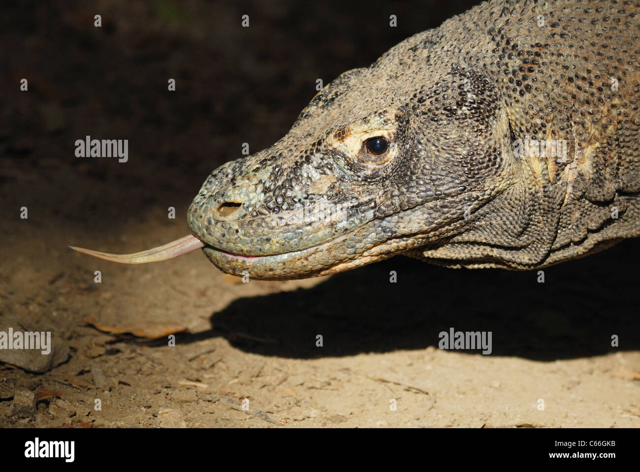 Wild Komodo Dragon (Varanus komodoensis) head Stock Photo - Alamy