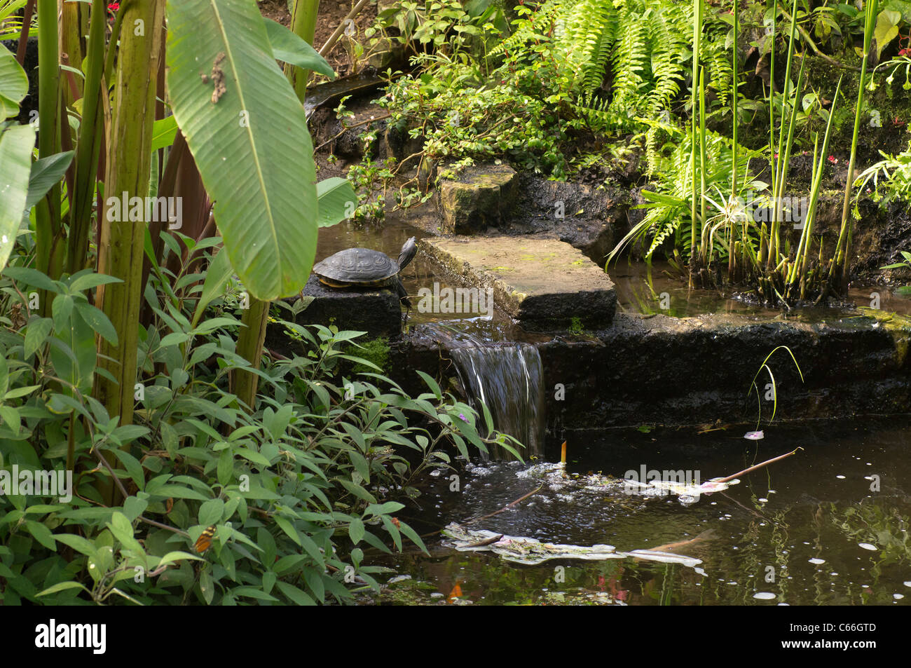 Terrapin in tropical house pond, Tropical Butterfly House, Woodsetts ...