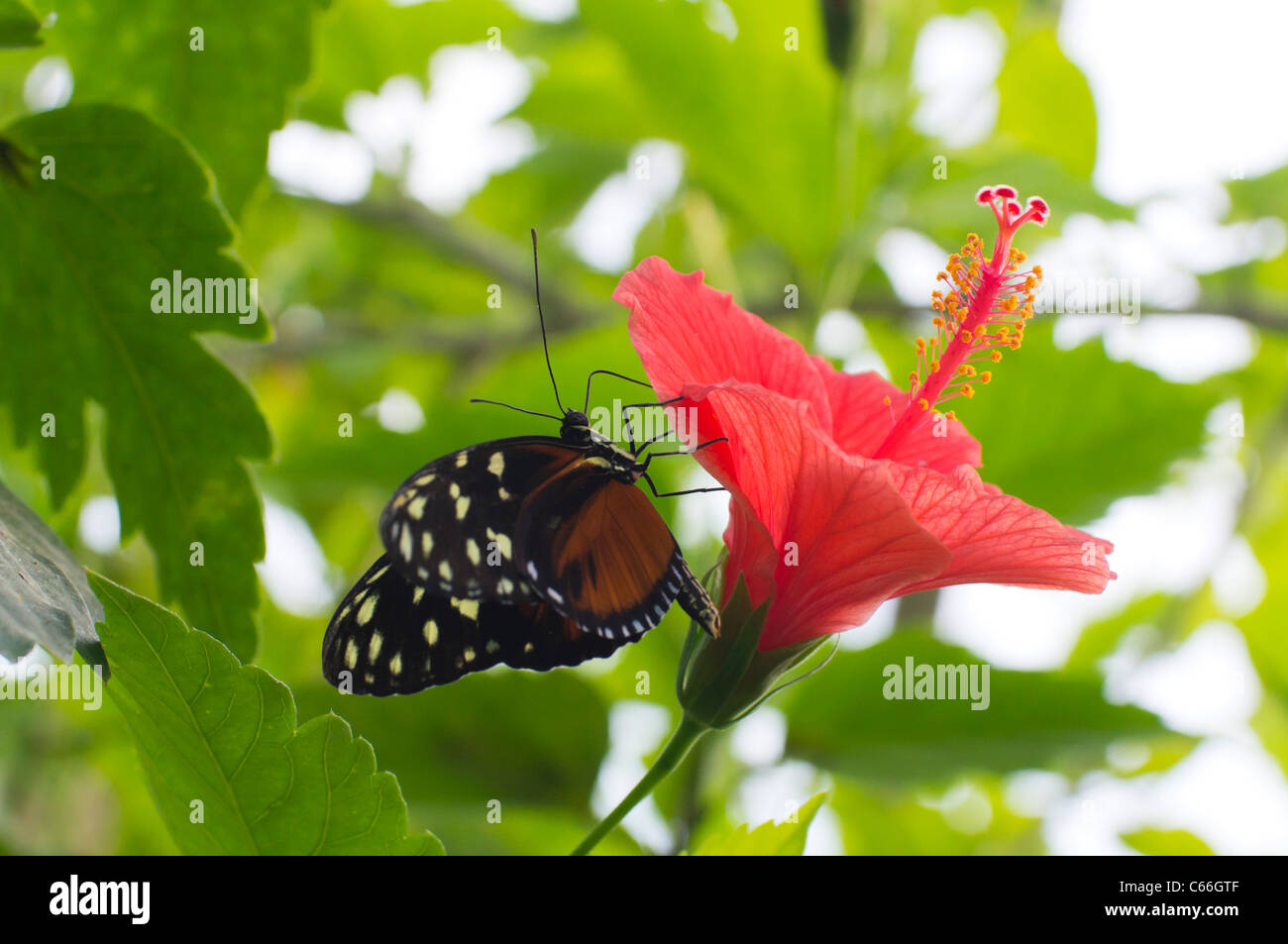 Yorkshire butterfly hi-res stock photography and images - Alamy