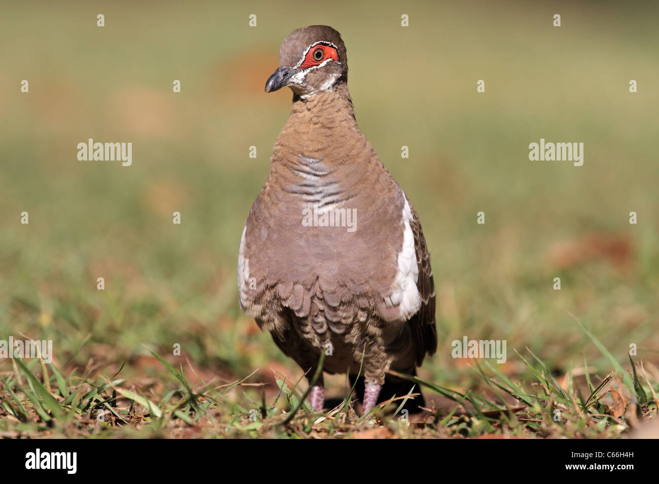 Partridge pigeon (Geophaps smithii), Kakadu National Park, Northern ...