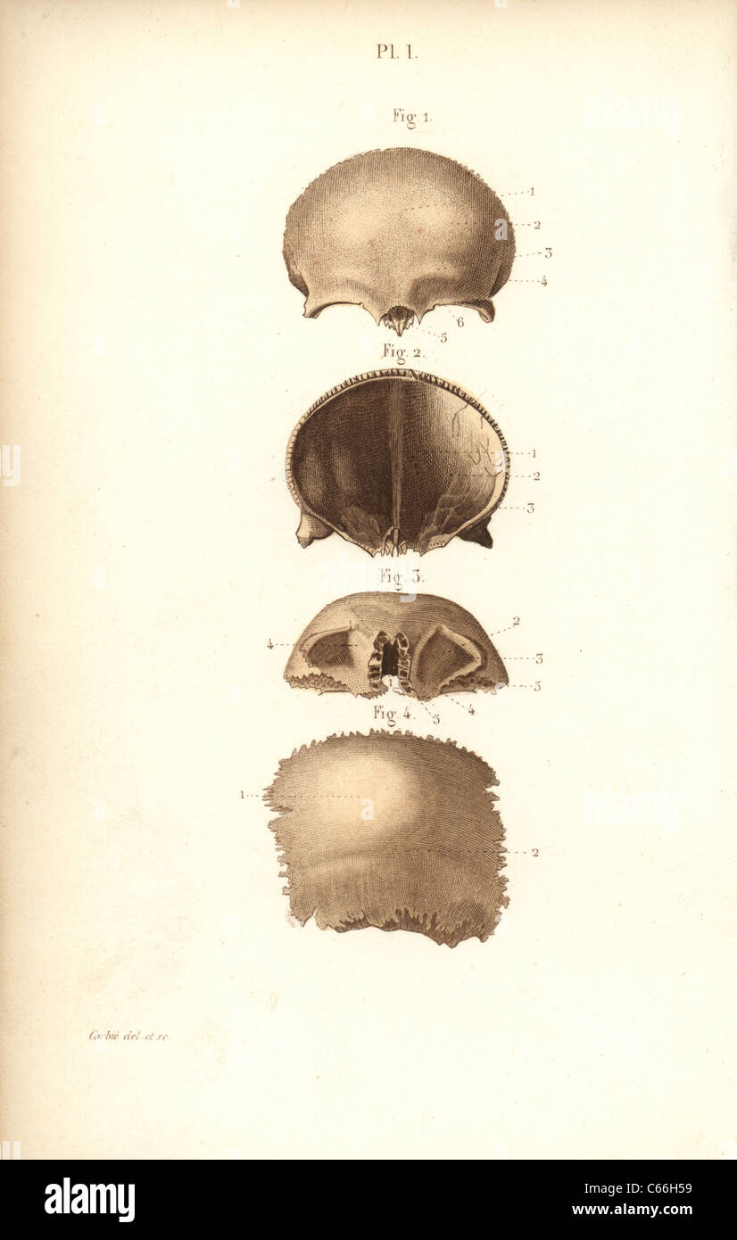 Frontal bones of the skull Stock Photo - Alamy