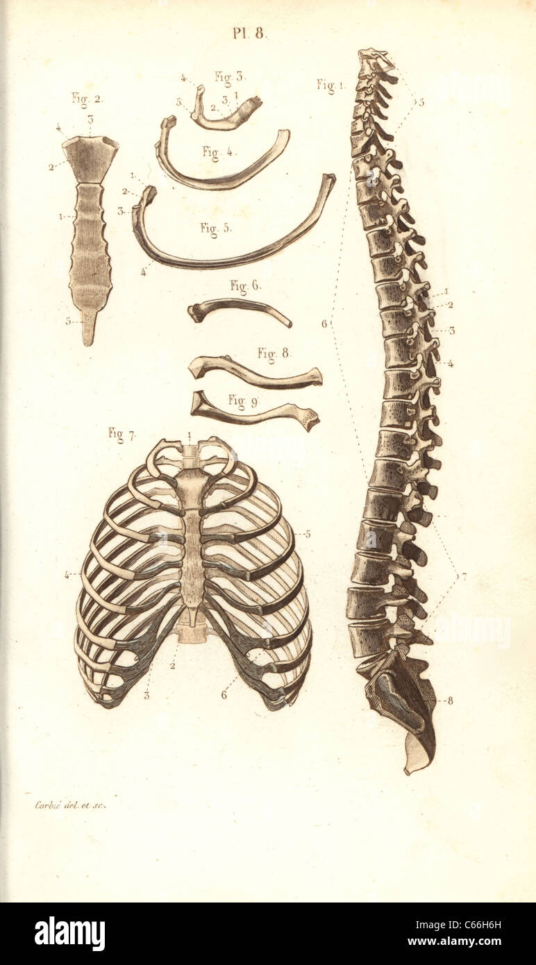 Spine, ribs, vertebrae and sternum Stock Photo - Alamy