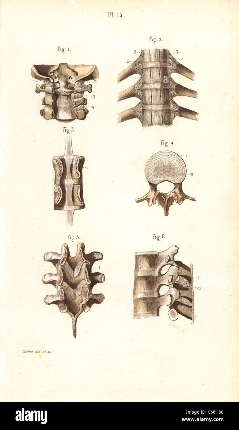 Neck and spinal column Stock Photo - Alamy