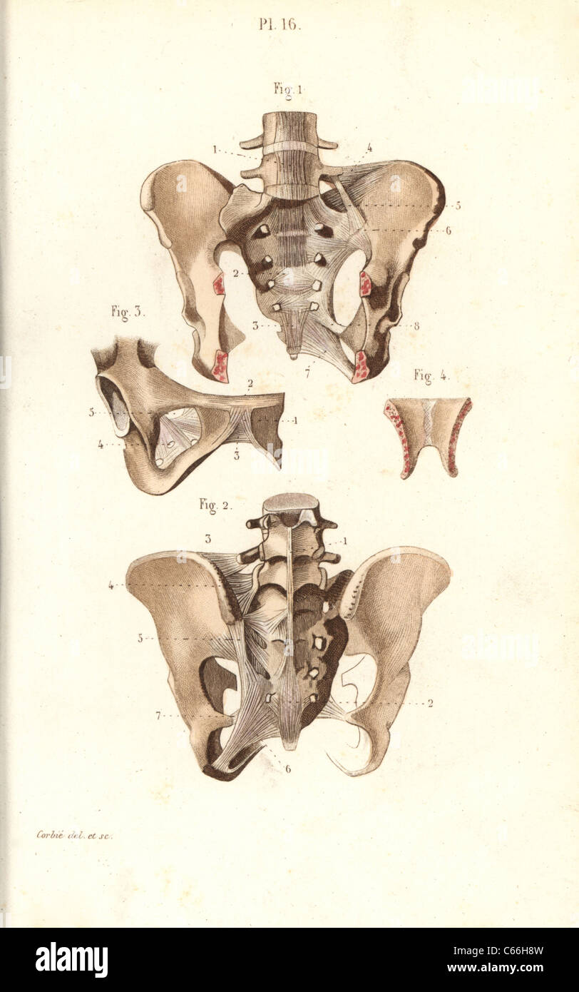 Pelvis front and back Stock Photo - Alamy