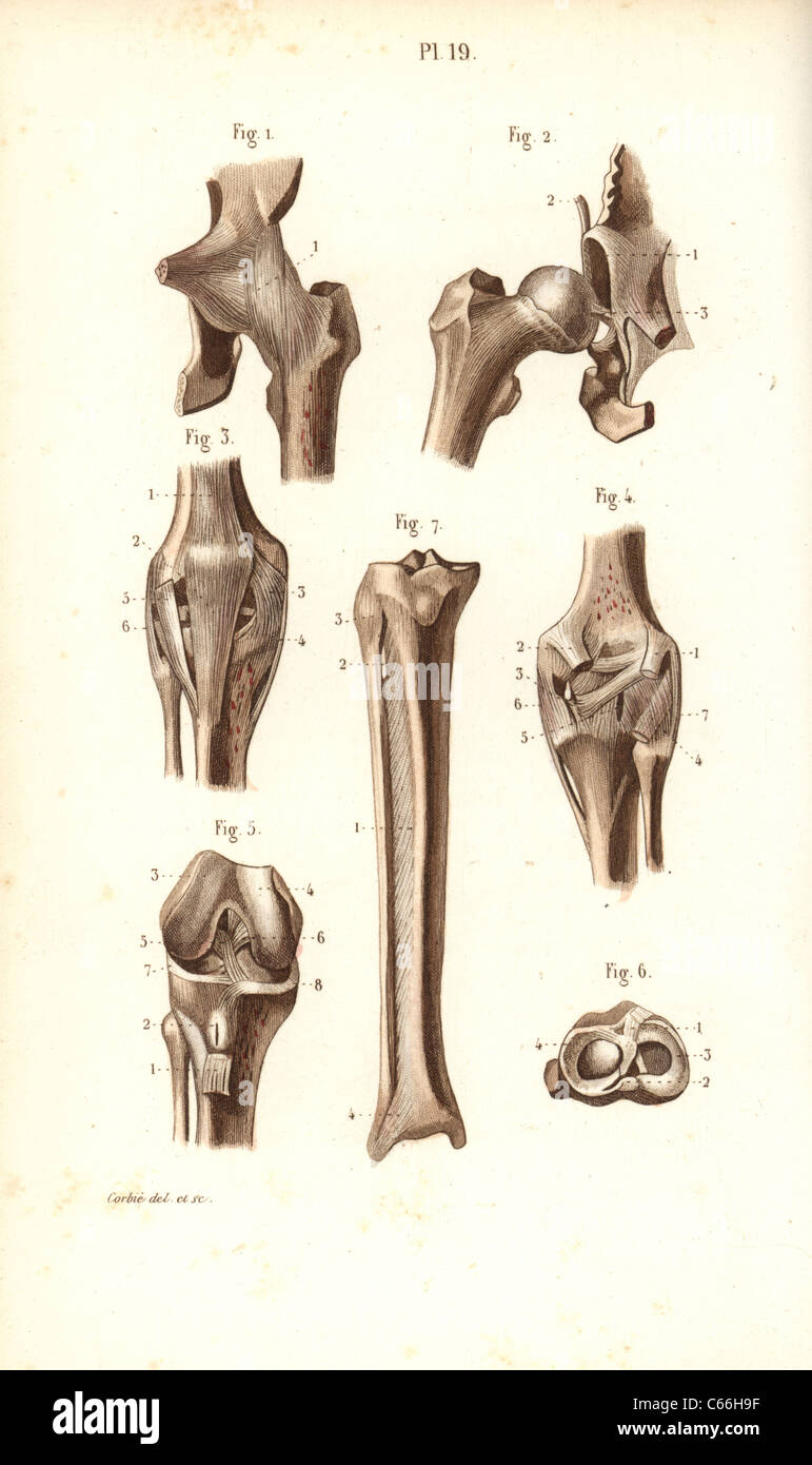 Thigh bones hi-res stock photography and images - Alamy