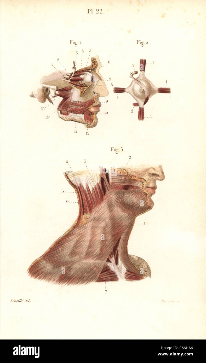 Face, eye and neck muscles Stock Photo - Alamy