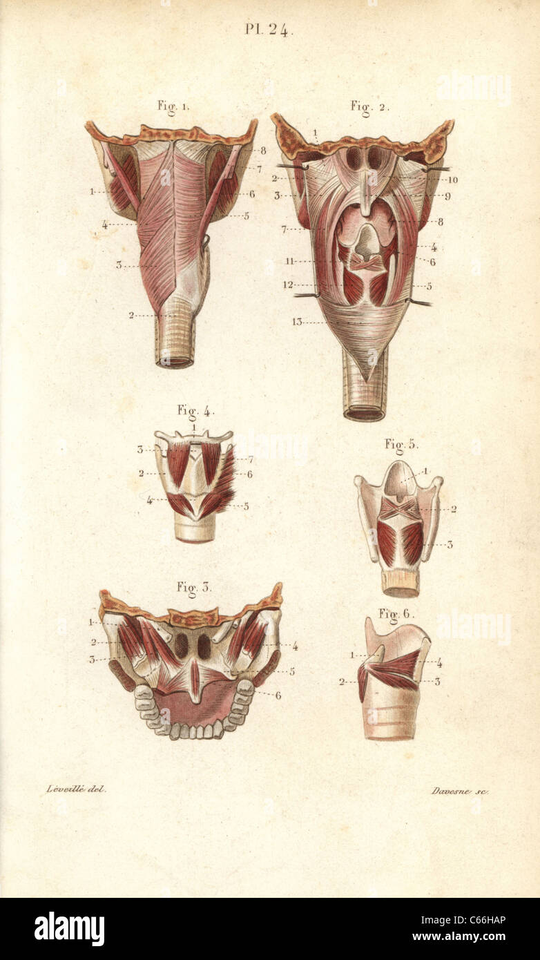 Muscles of the pharynx and larynx Stock Photo - Alamy