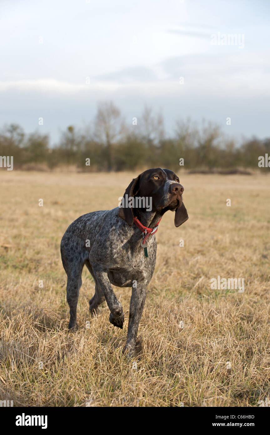 A German Pointer pointing Stock Photo - Alamy