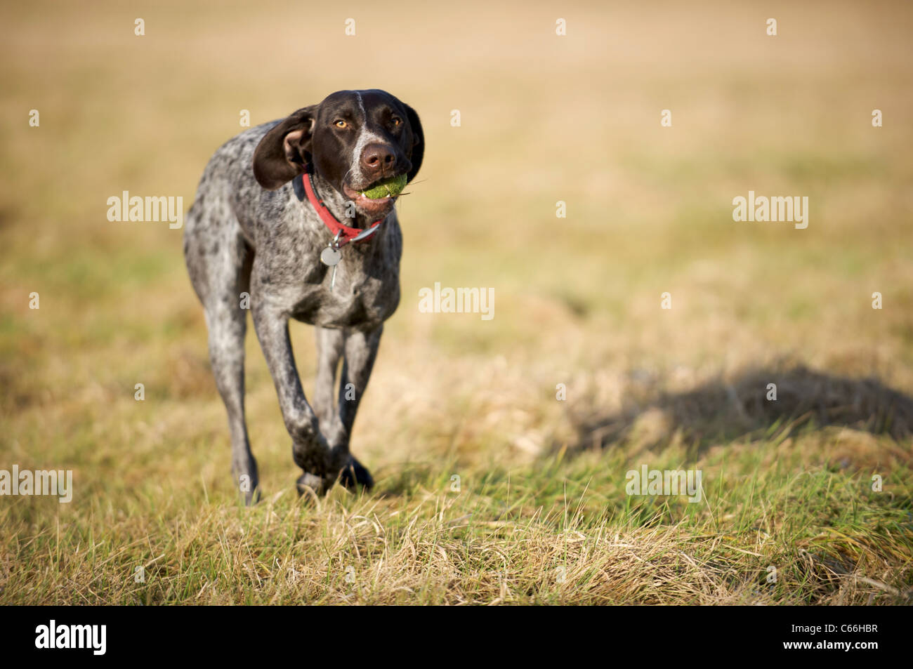 German shorthaired pointer exercise hi-res stock photography and images ...