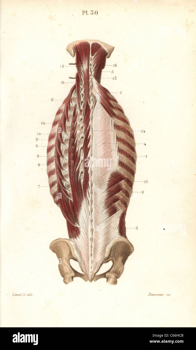 Inner muscles of the back Stock Photo - Alamy