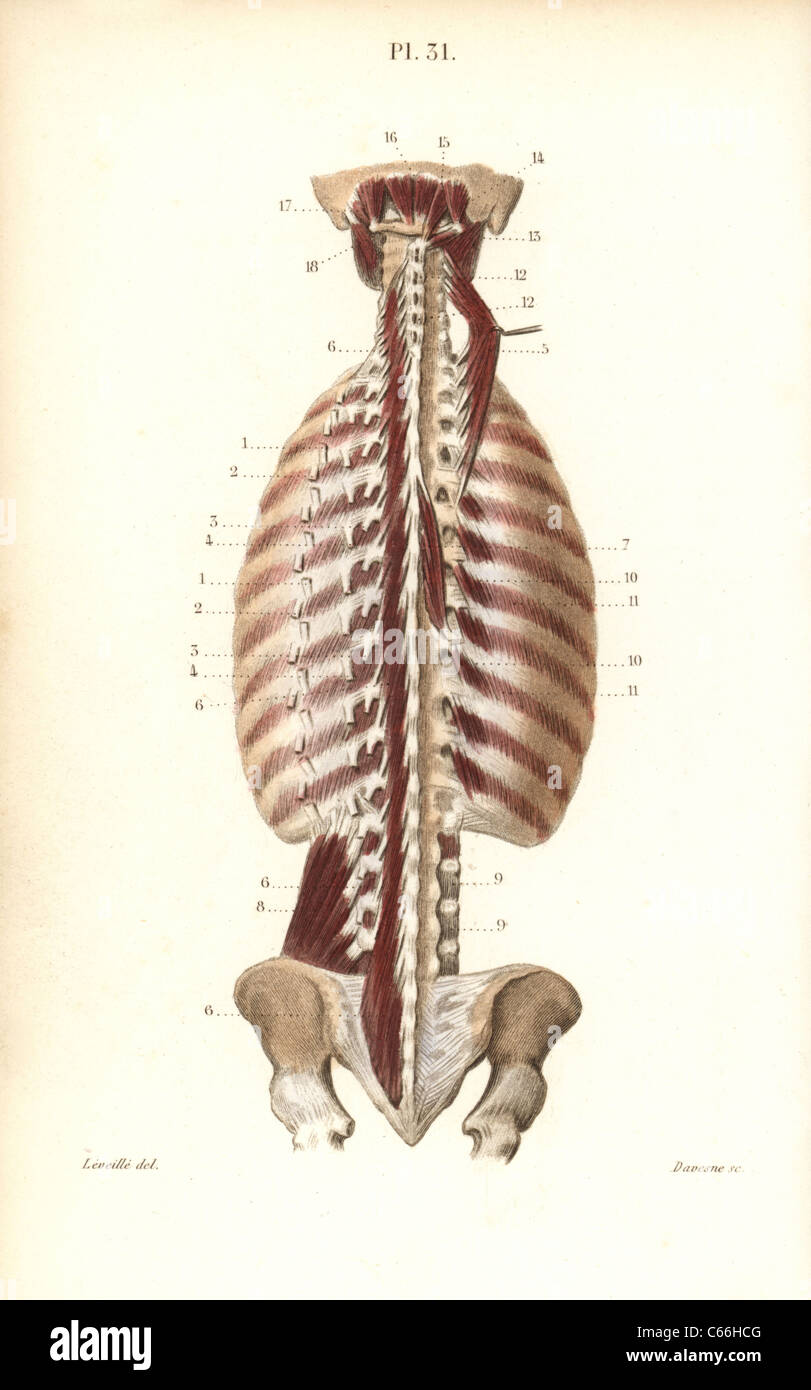 Deepest inner muscles of the back Stock Photo - Alamy