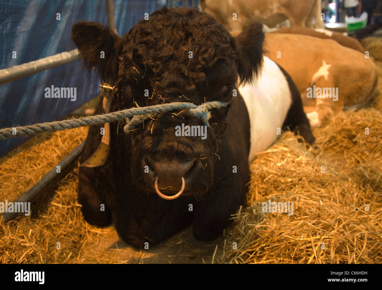 North Wales UK Belted Galloway Bull in stall of agricultural show Stock ...