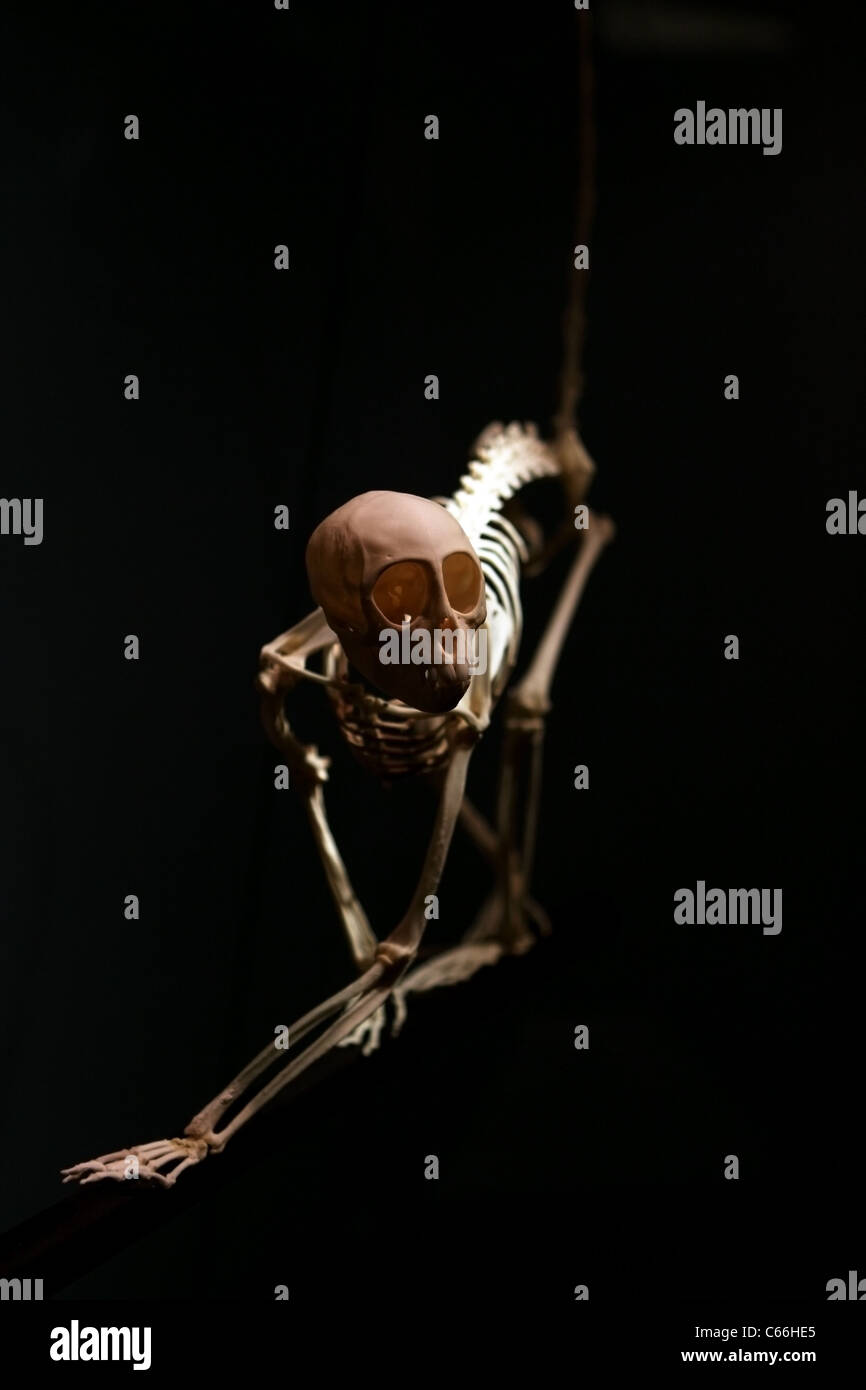 Monkey anatomy hi-res stock photography and images - Alamy