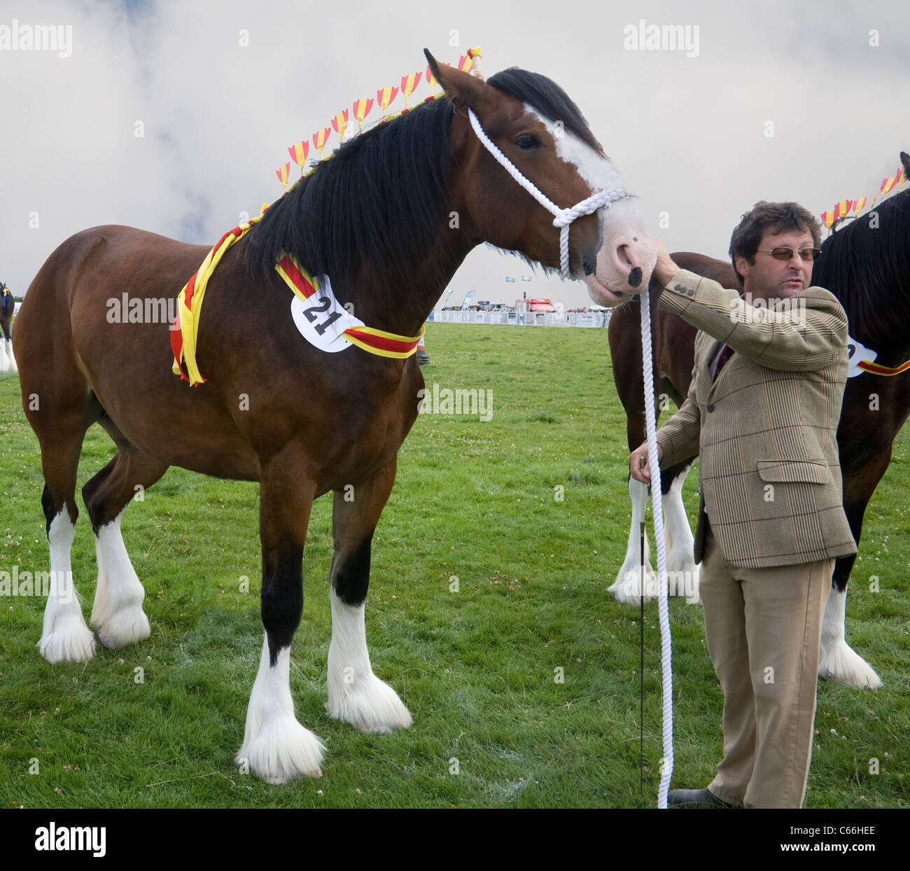 North Wales UK Man holding harness of Shire horse entrant in ...