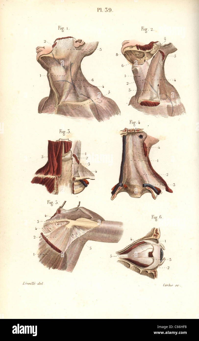 Aponeuroses of the neck, shoulder and eye Stock Photo - Alamy