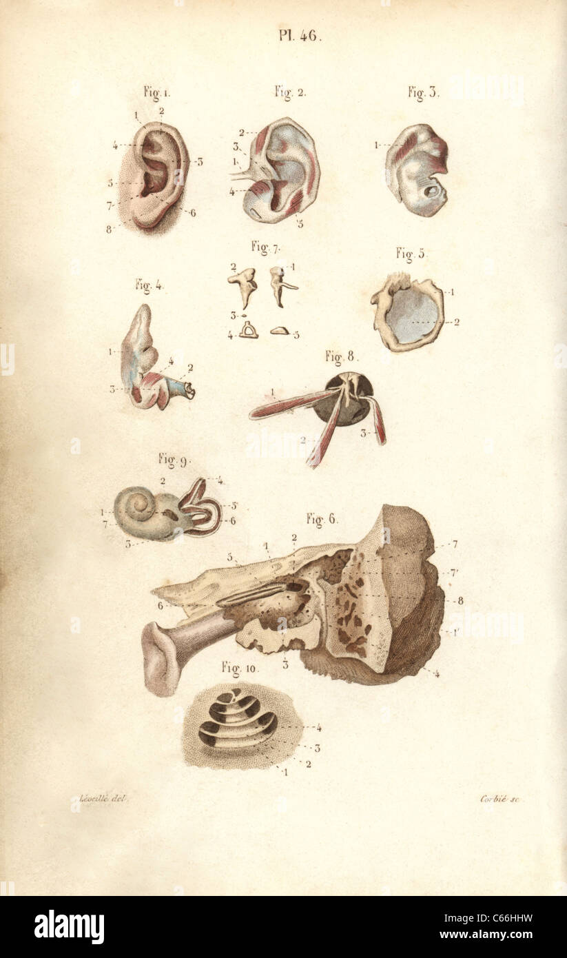 Human Ear Hammer Anvil And Stirrup Stock Photos & Human Ear Hammer ...