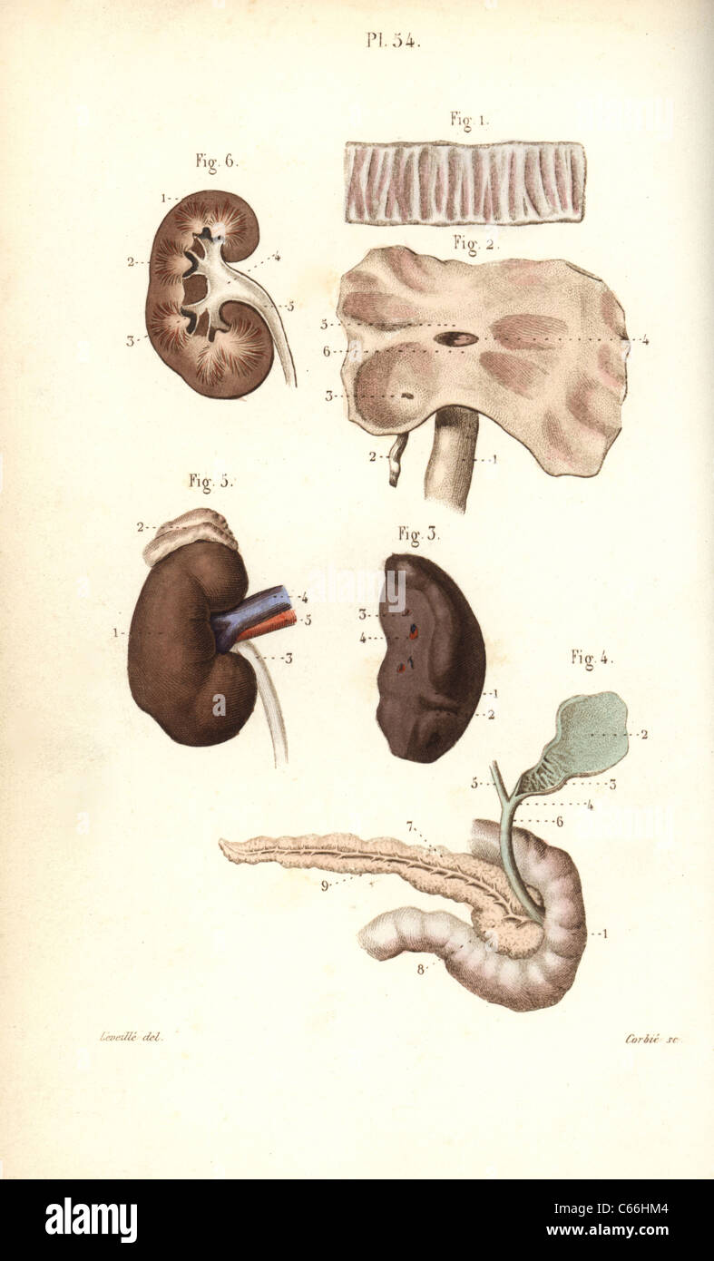 Pancreas and spleen High Resolution Stock Photography and Images - Alamy