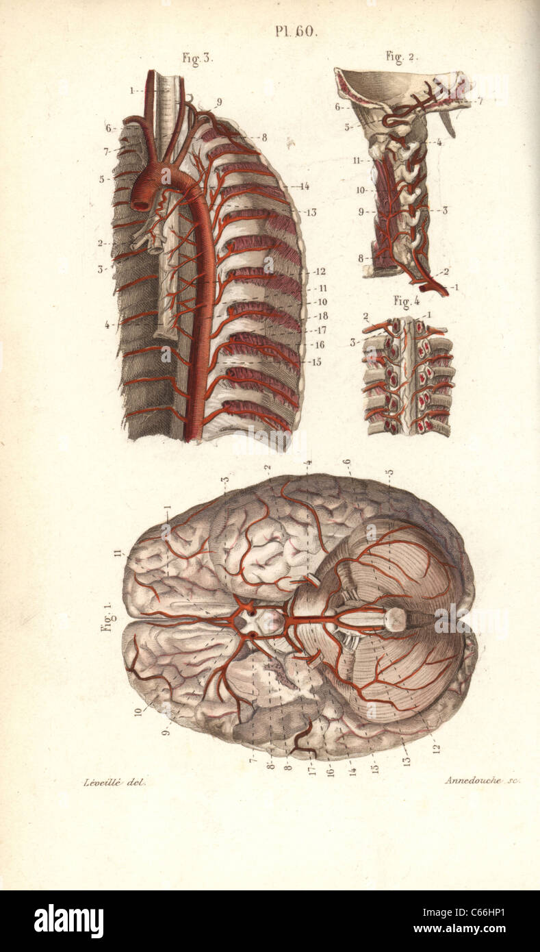 Circulatory system to the brain and spine Stock Photo - Alamy