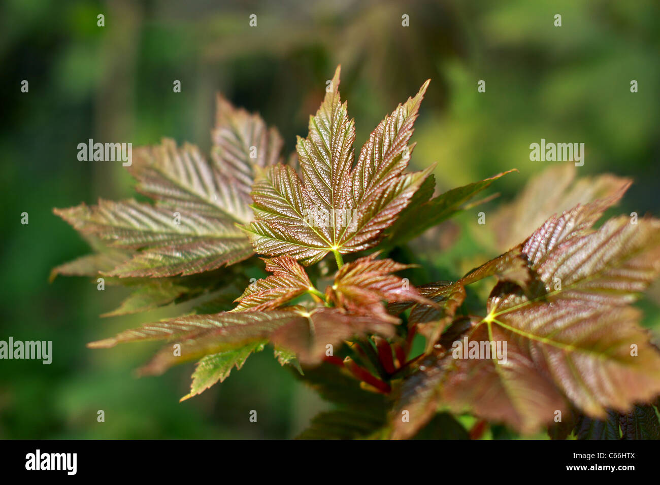 Maple leaves background close hi-res stock photography and images - Alamy