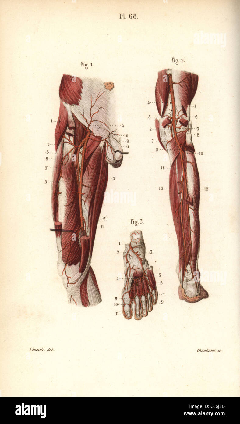 Human circulatory system engraving hi-res stock photography and images ...