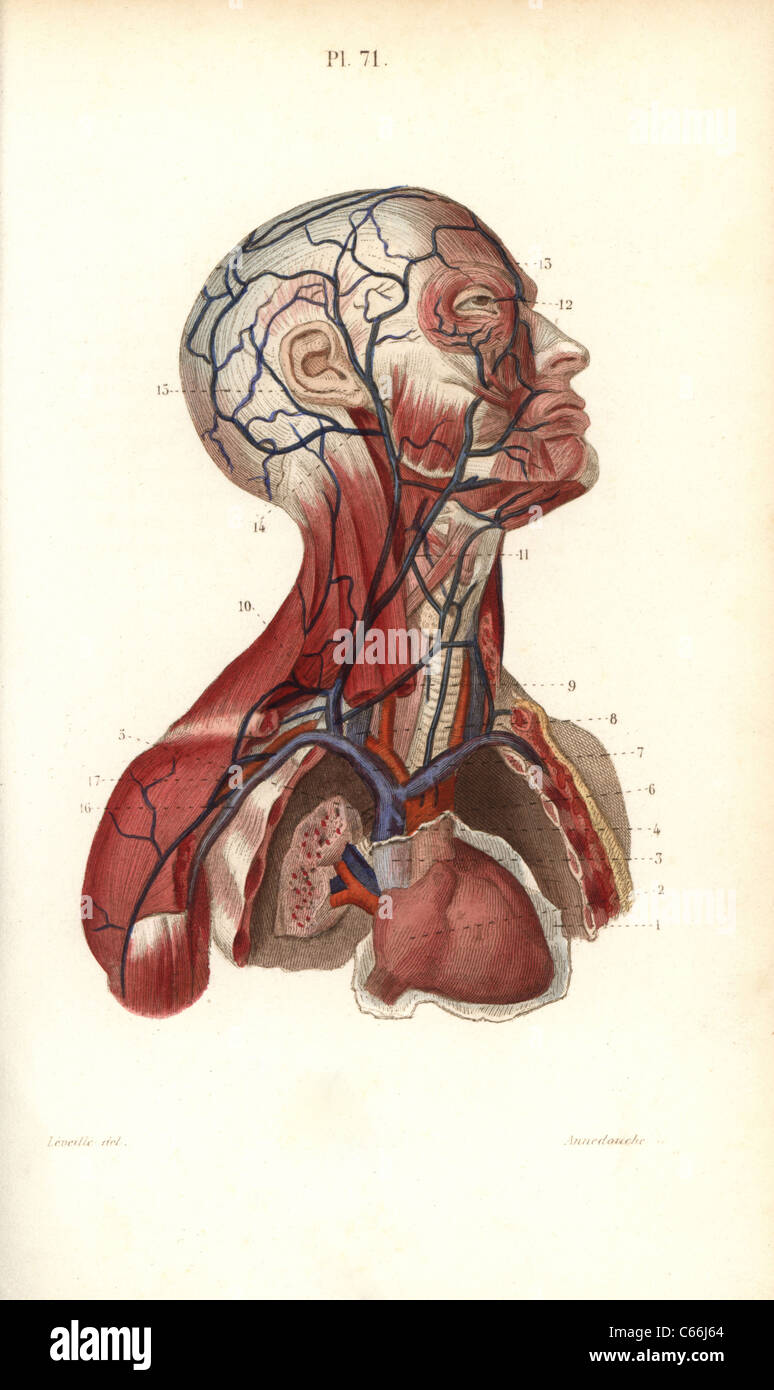 Circulatory system to the head and torso Stock Photo - Alamy