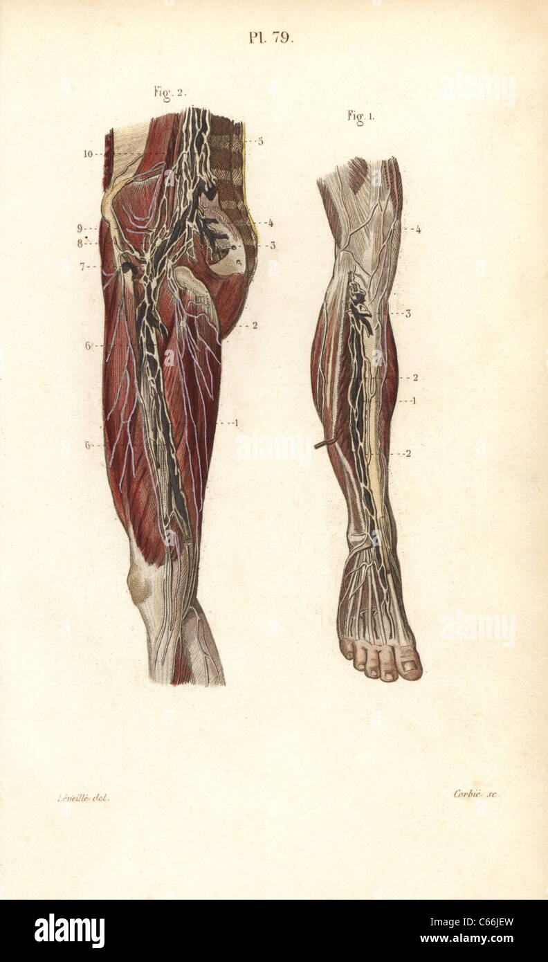 Lymphatic Vessels High Resolution Stock Photography and Images - Alamy