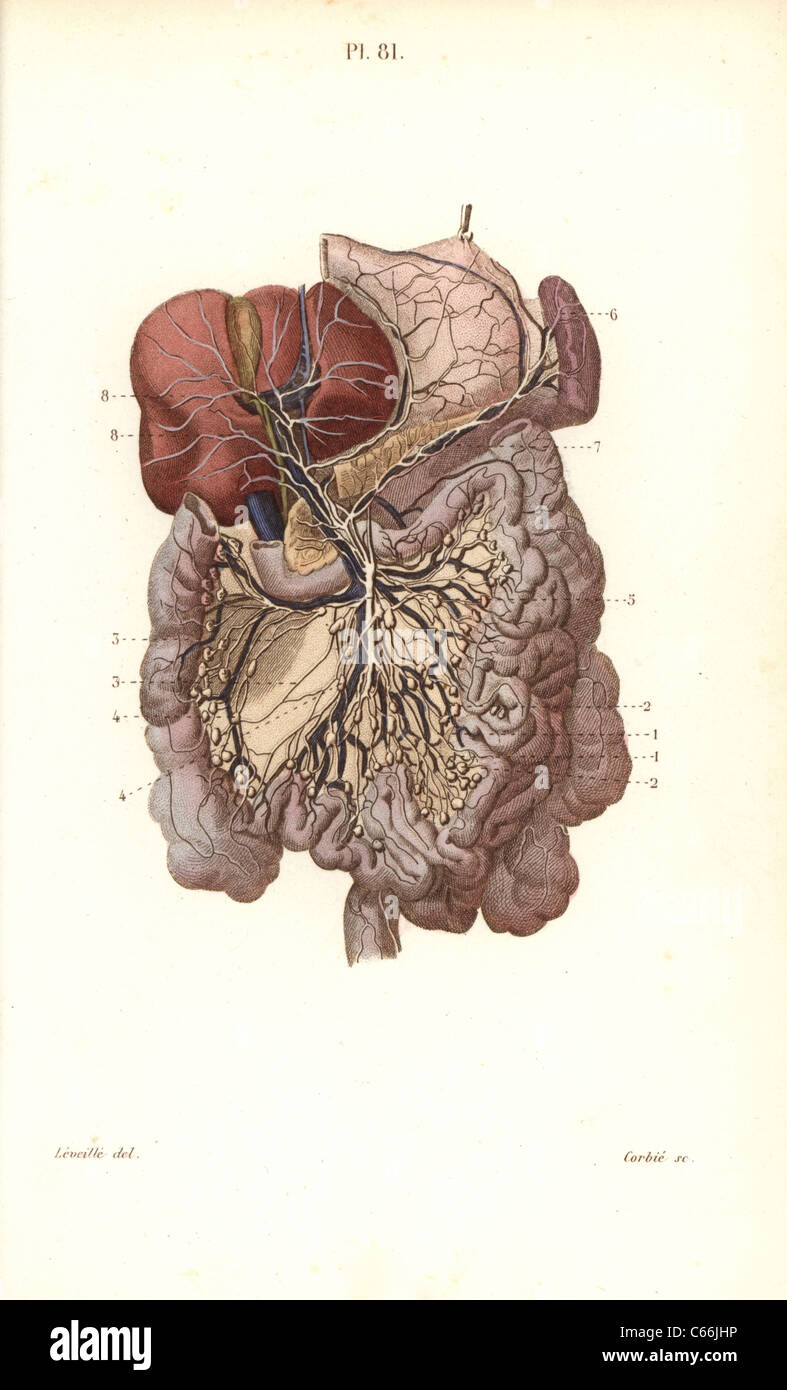 Lymphatic system to the abdomen Stock Photo - Alamy