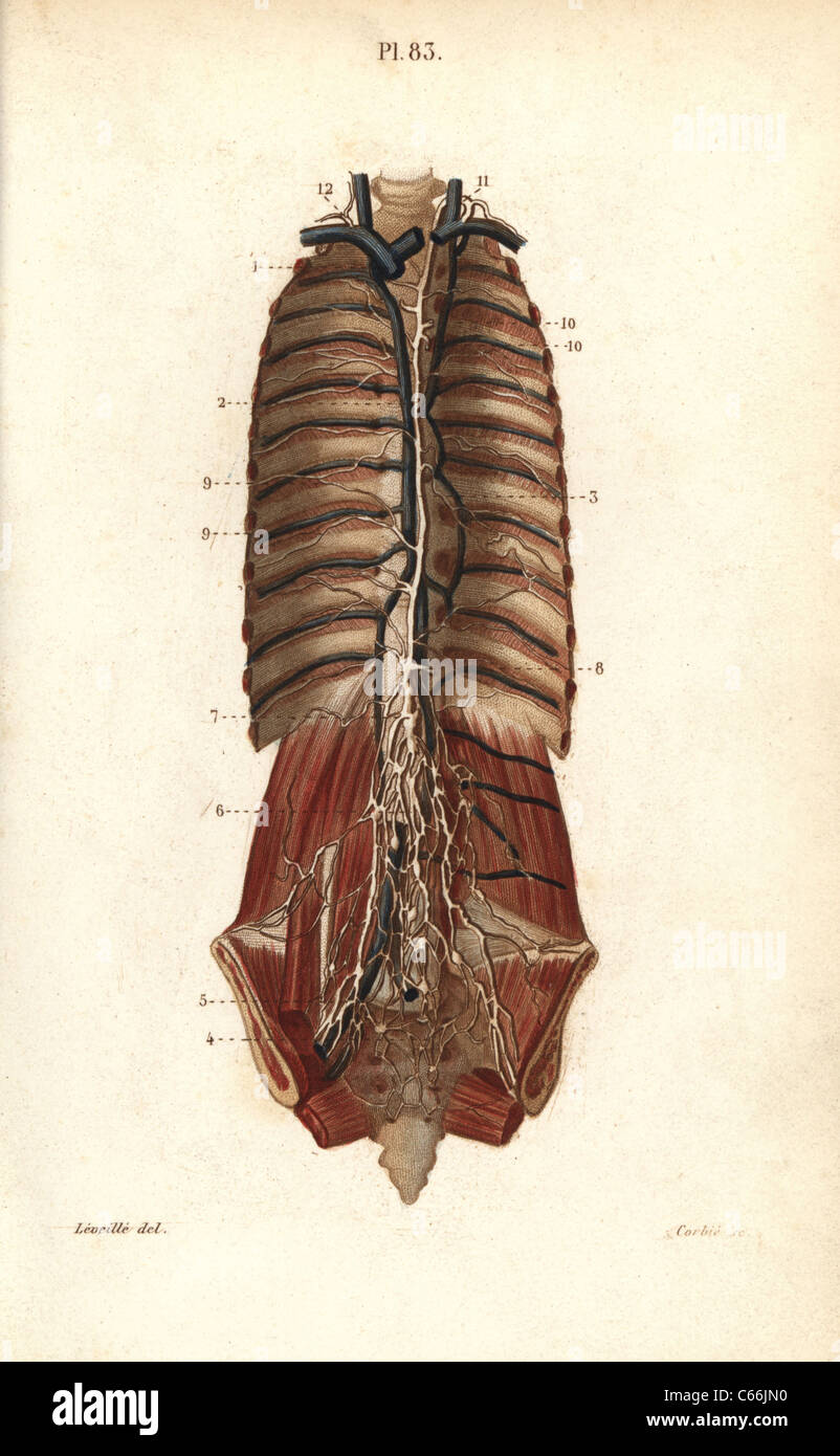 The thoracic canal Stock Photo - Alamy