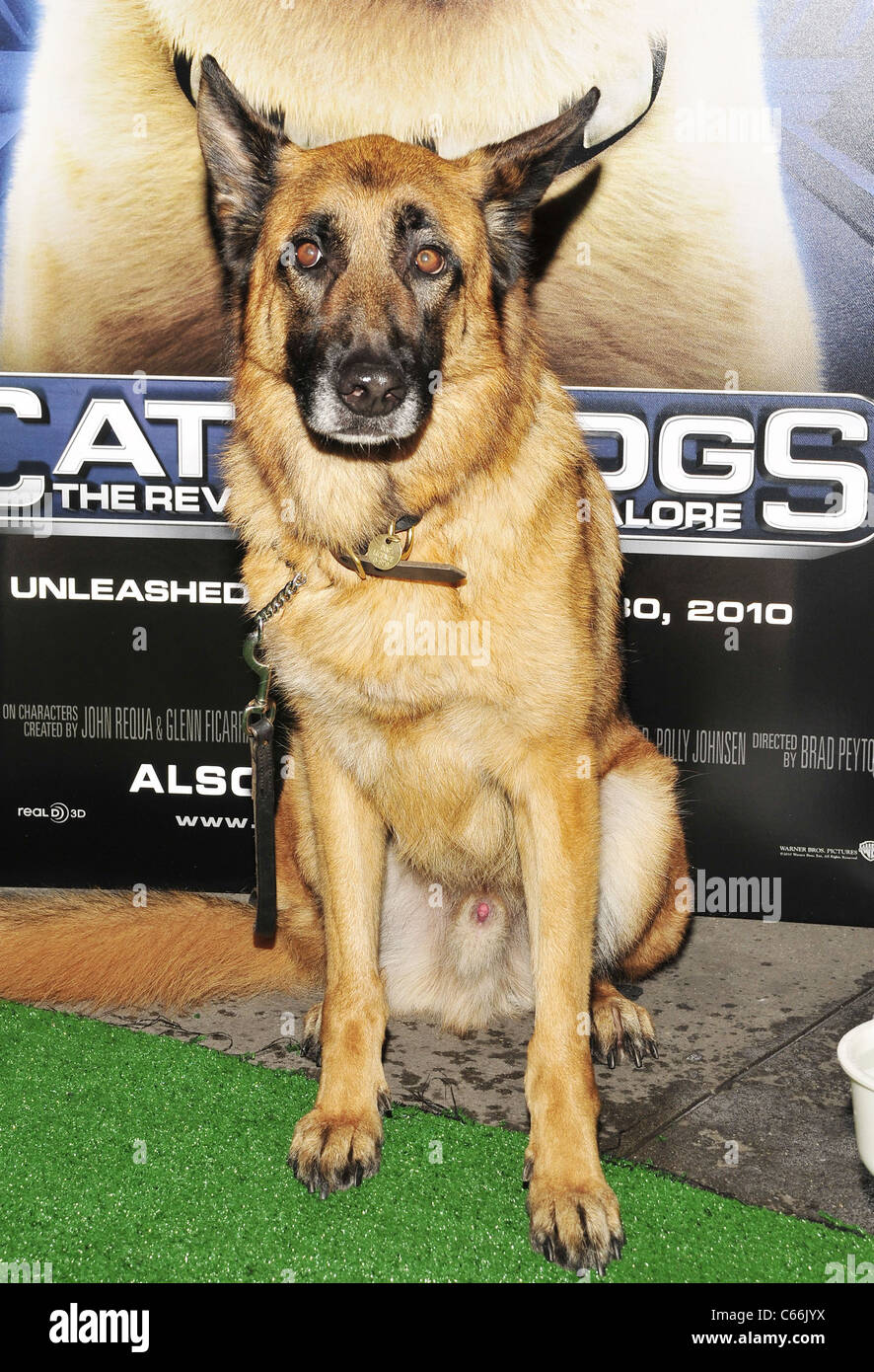 Diggs at arrivals for Cats & Dogs: The Revenge of Kitty Galore ...
