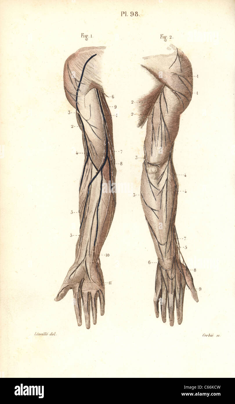 Nerves to the arm and hand Stock Photo - Alamy