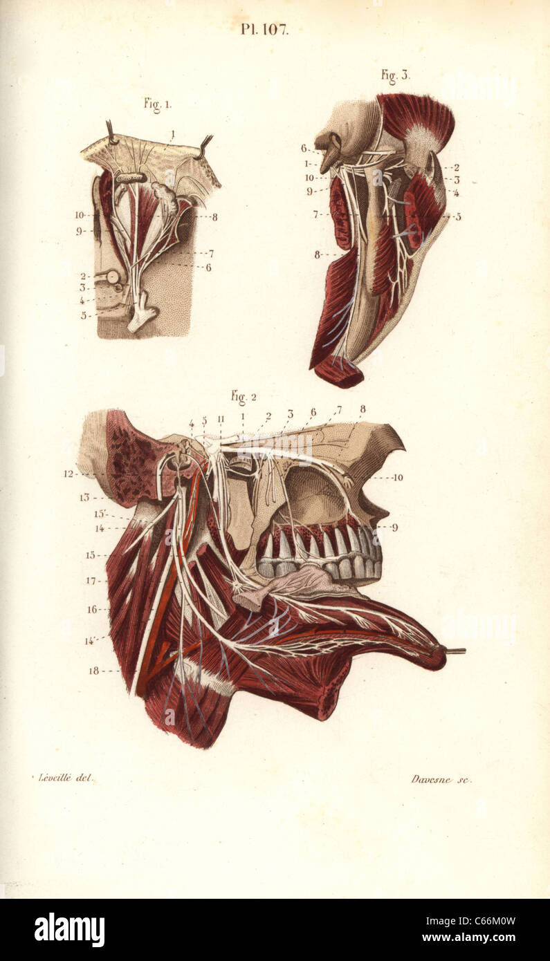 Opthalmic and maxillary nerves in the fifth cranial nerve Stock Photo ...