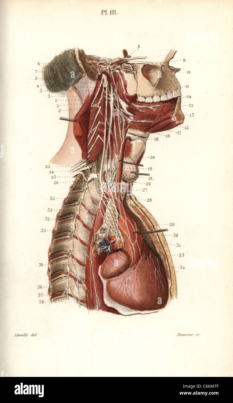 Sympathetic nervous system in the cardiac plexus Stock Photo - Alamy