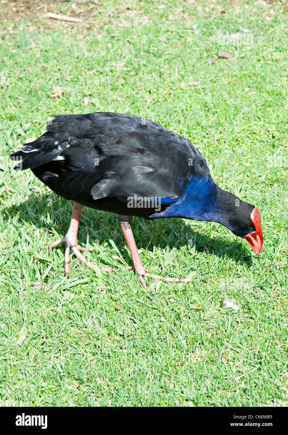 Wild wading birds hi-res stock photography and images - Alamy