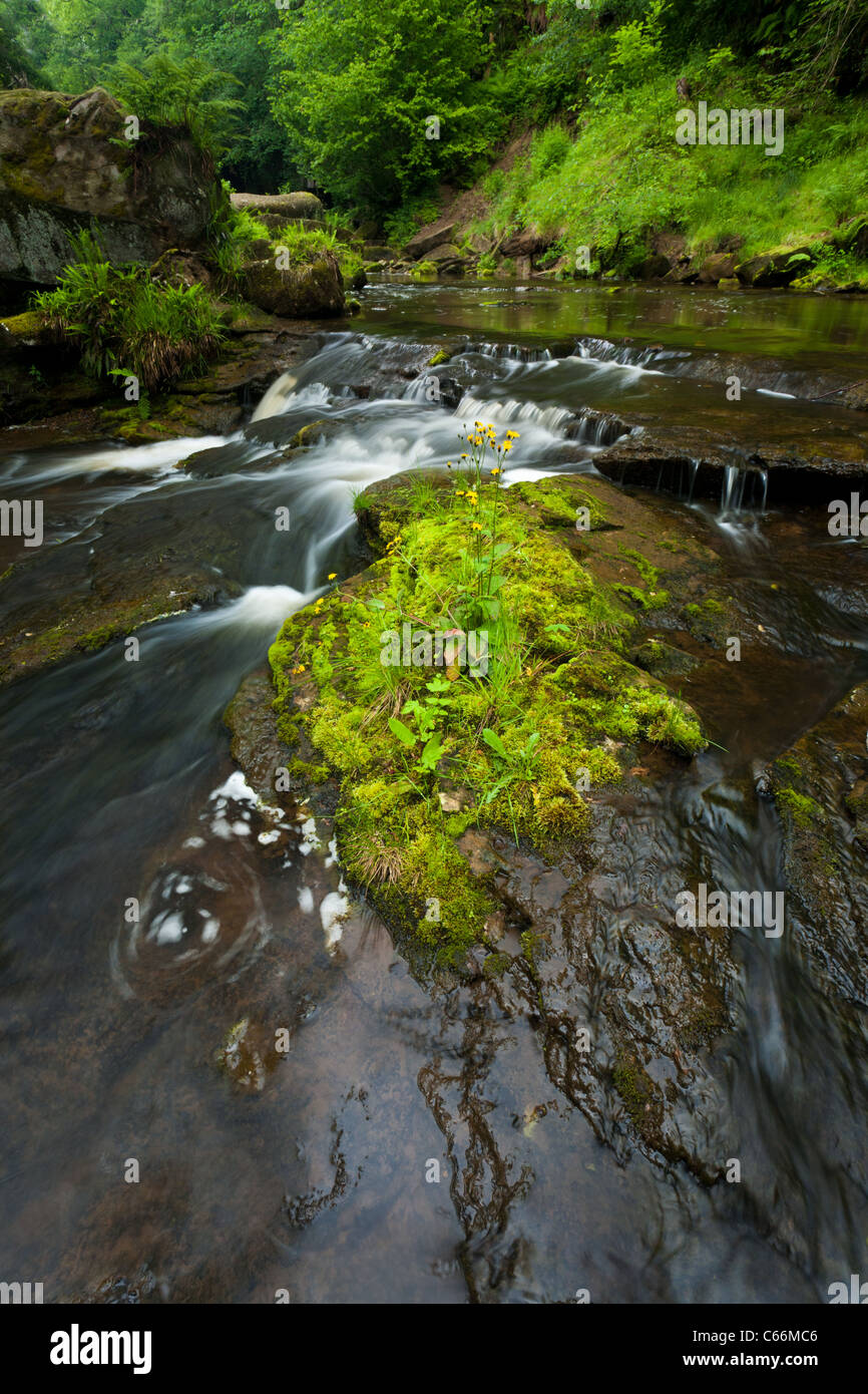 Eller beck hi-res stock photography and images - Alamy
