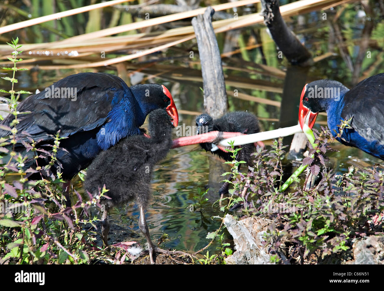Purple Swamphens or Pukeko Family of Wild Wading Birds by Lake Rotoroa ...
