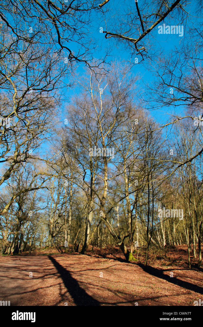 Woodland at Abinger Roughs near Abinger Hammer in the Surrey Hills ...