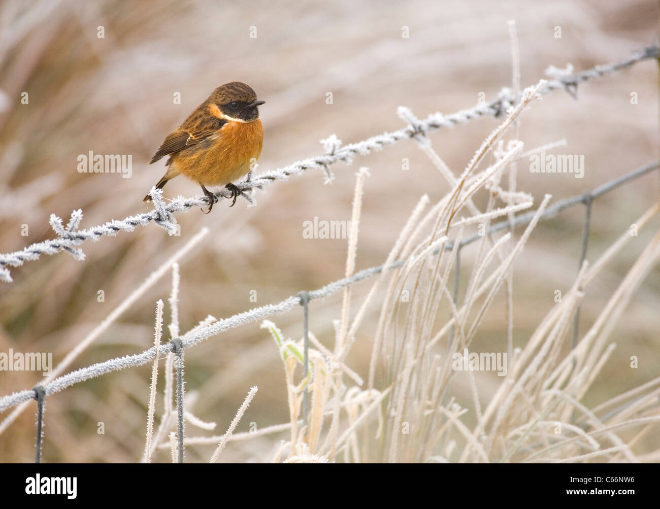 Stonechat winter hi-res stock photography and images - Alamy