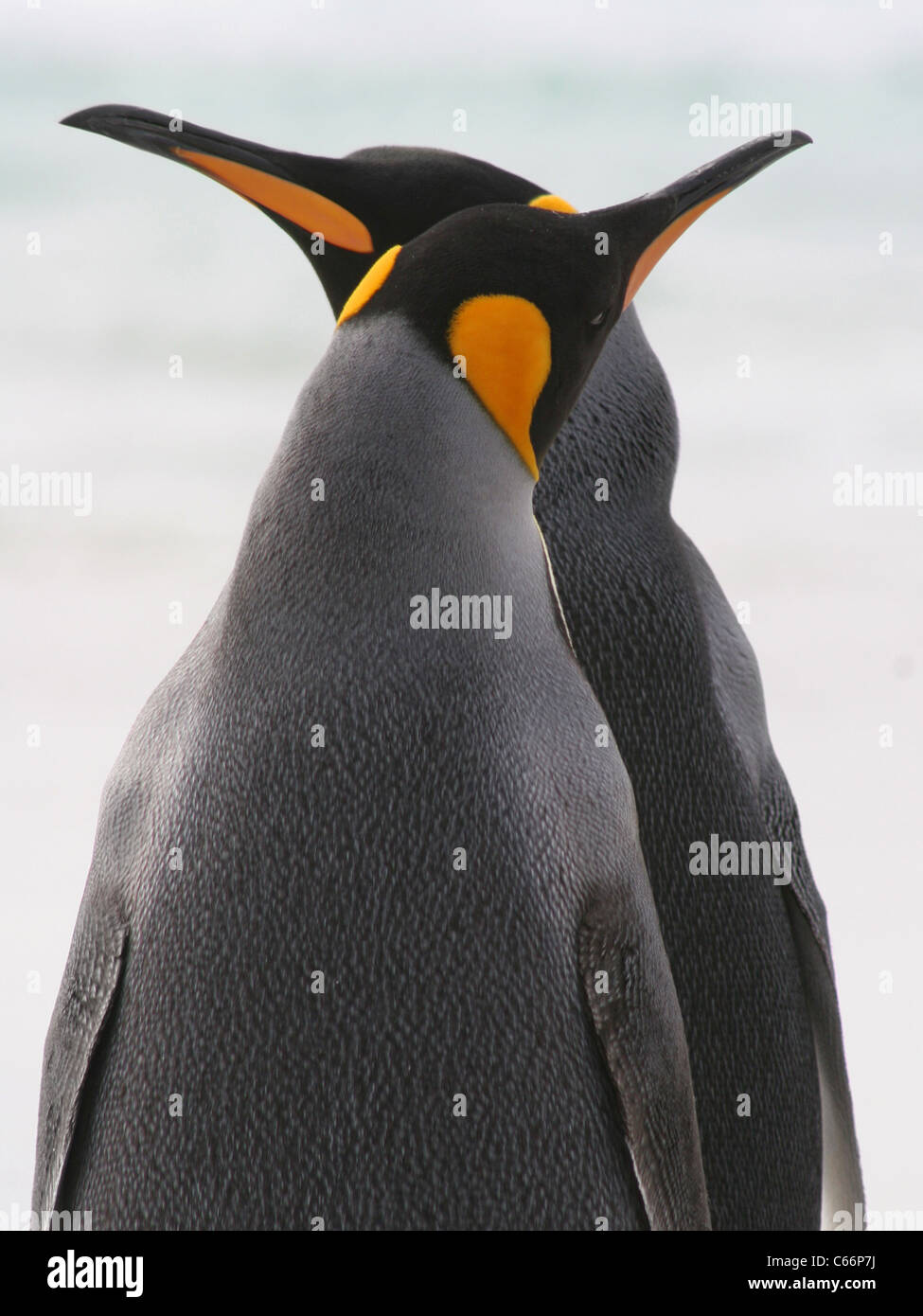 King Penguin couple cross beaks love affection Stock Photo - Alamy