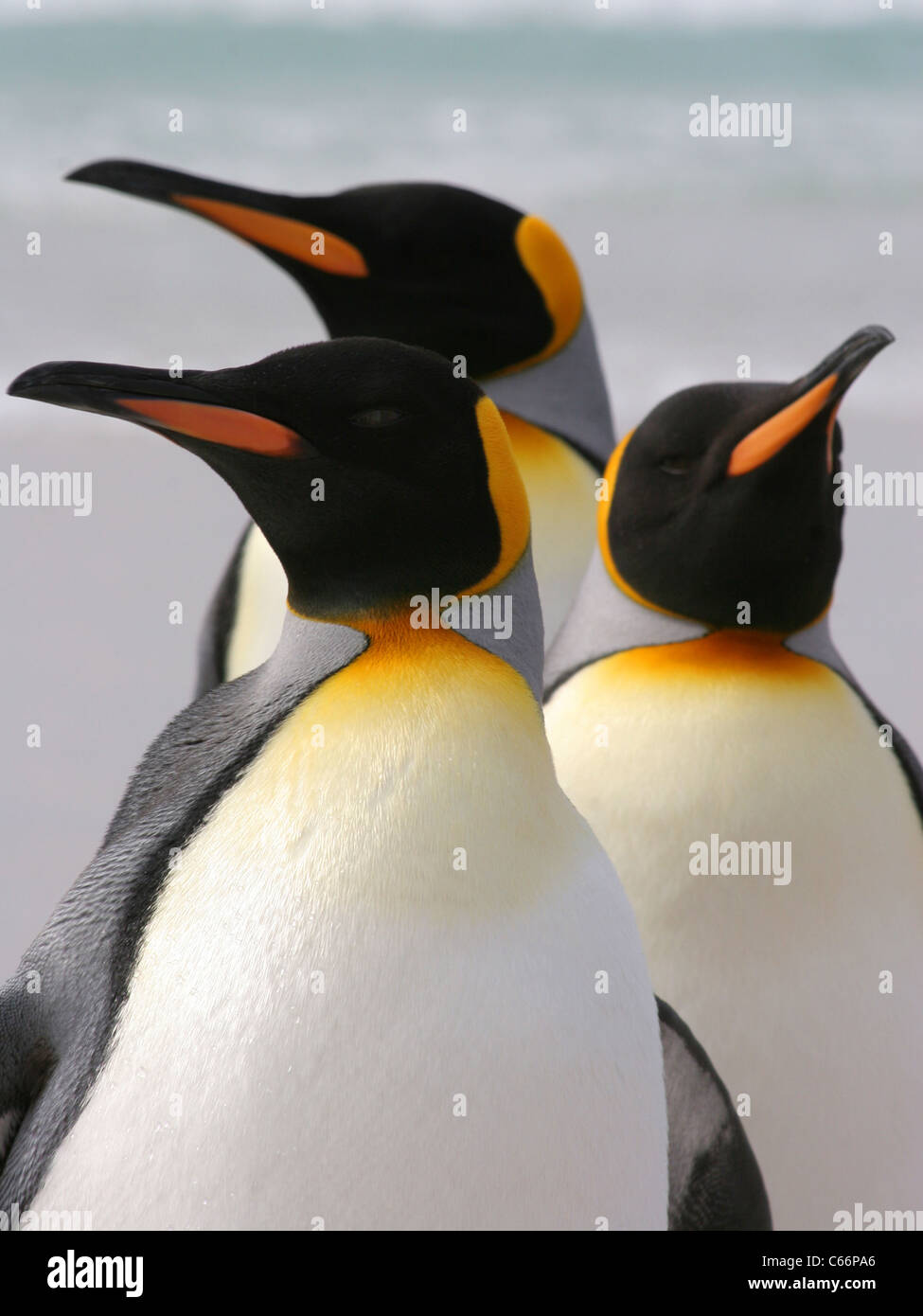 Group of three King Penguins, Falkland Islands Stock Photo - Alamy