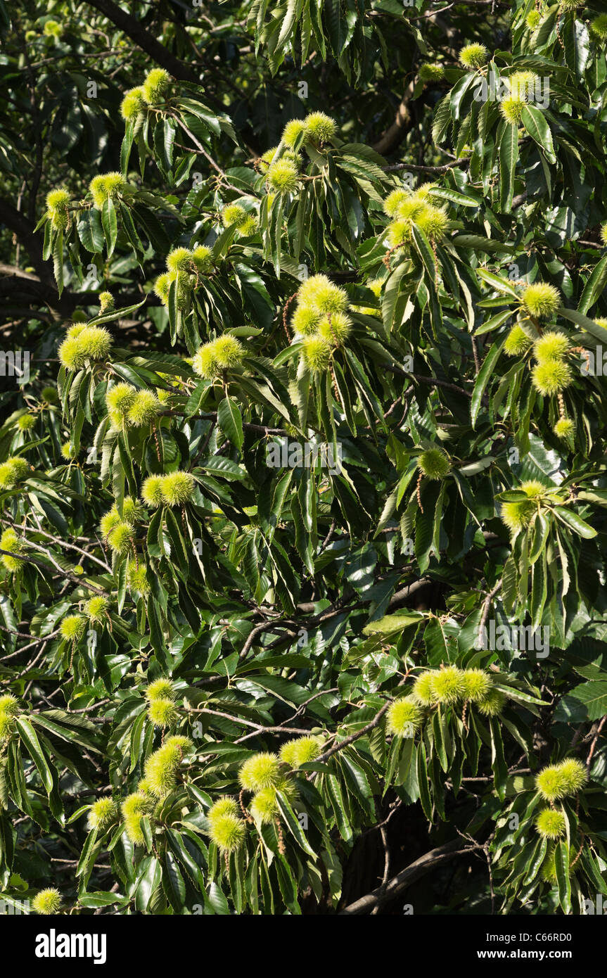 Spanish chestnut tree hi-res stock photography and images - Alamy