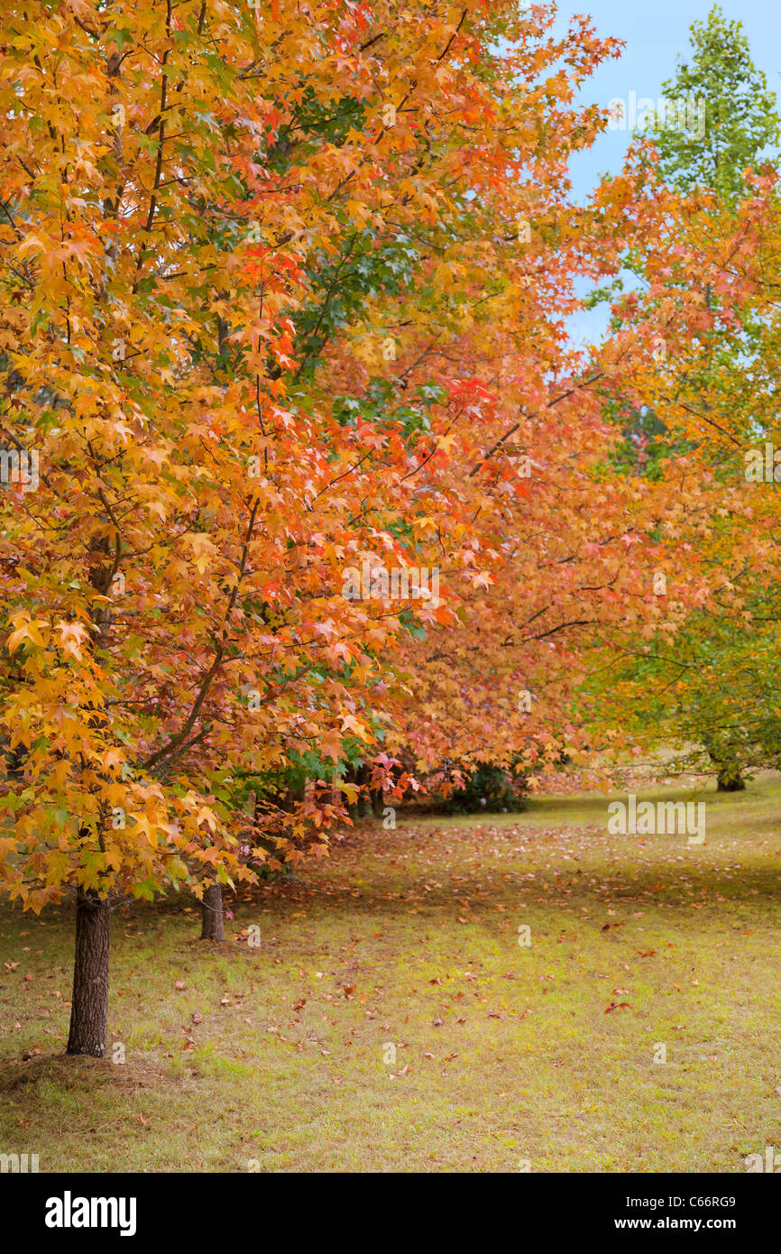 Autumn in the Australian forest Stock Photo - Alamy