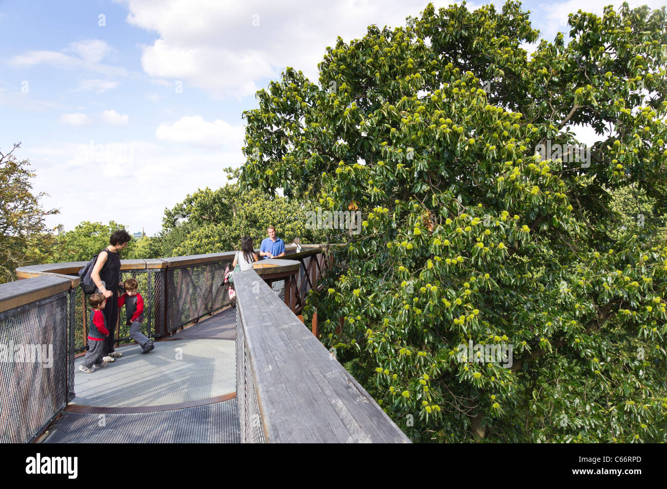 London, Kew Gardens, Royal Horticultural Society - the Treetop Walkway ...